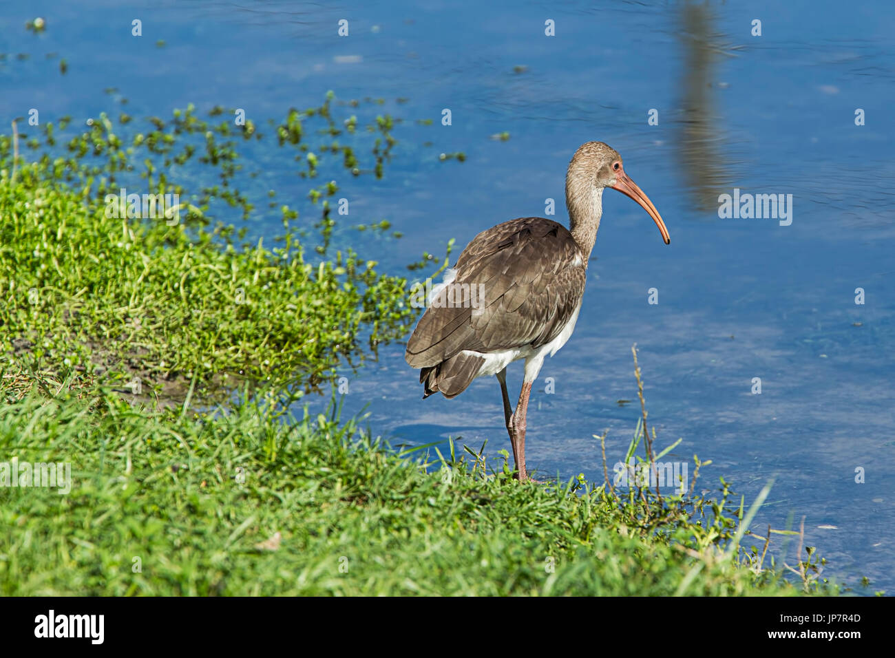 Juvenile american white ibis hi-res stock photography and images - Alamy