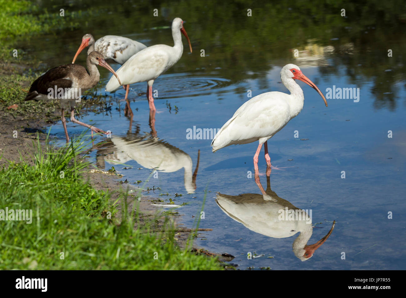 American white ibises hi-res stock photography and images - Alamy