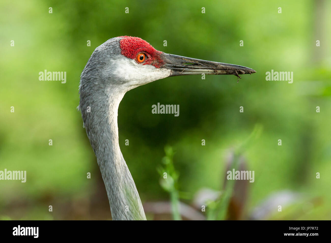 A close up image of the head of a sandhill crane in Deland, Florida ...
