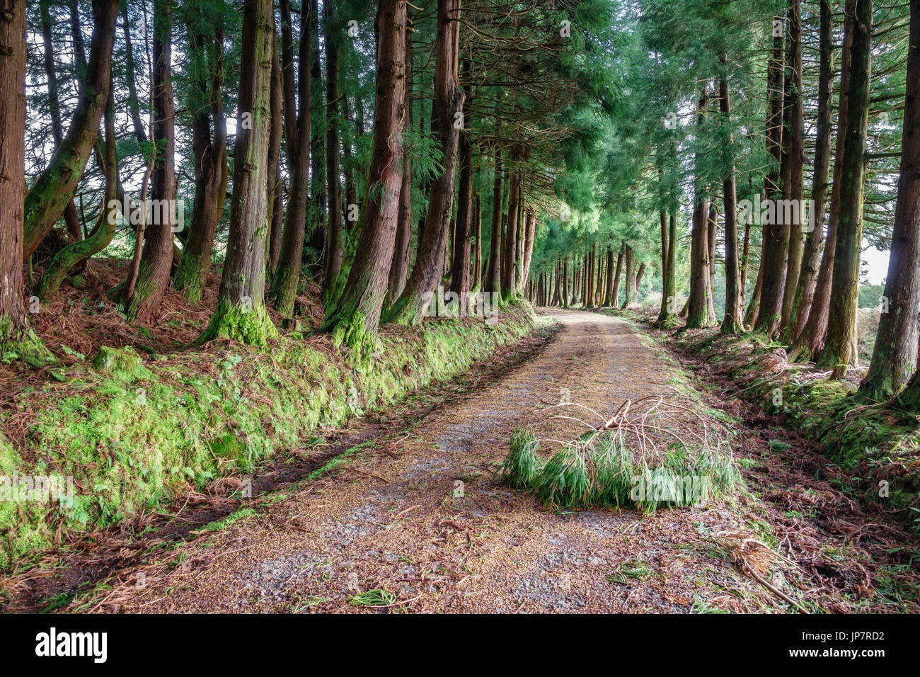Mountain track over the forest with branch obstacle Stock Photo - Alamy