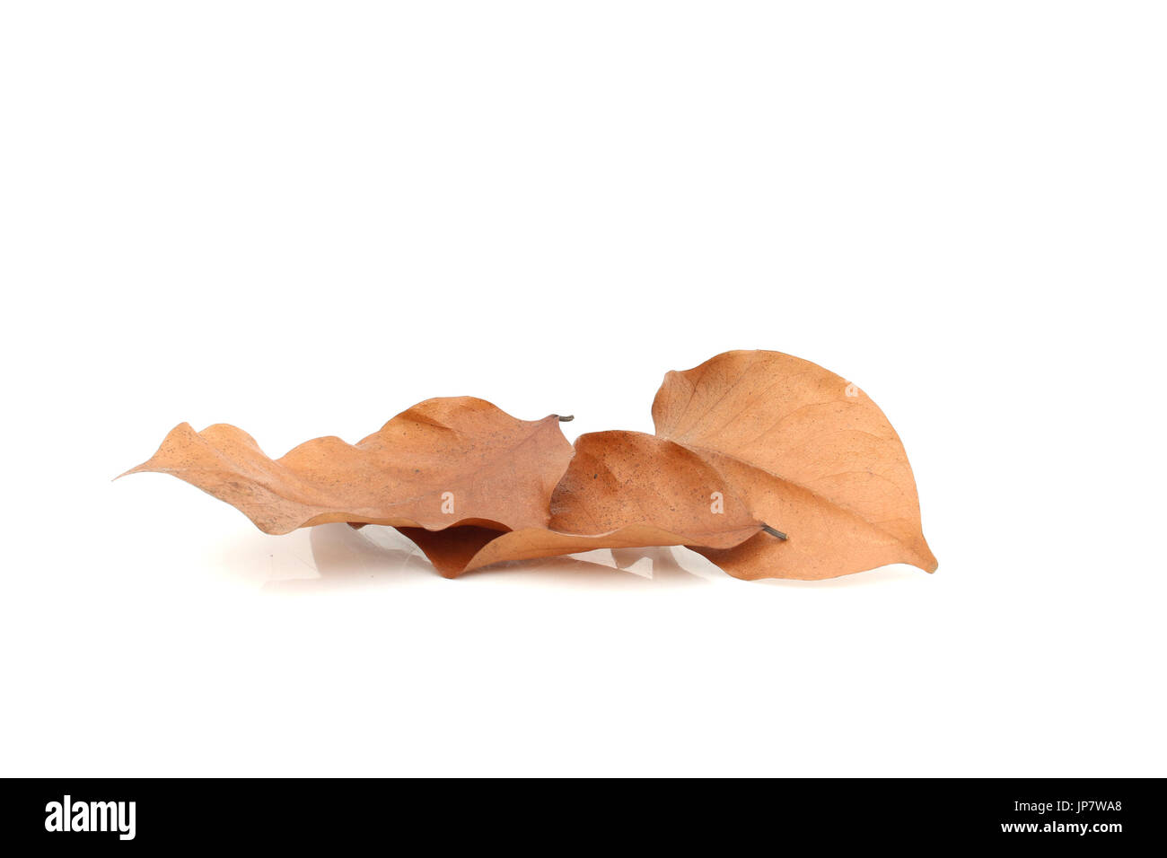 Dry leaves on isolated white Stock Photo - Alamy