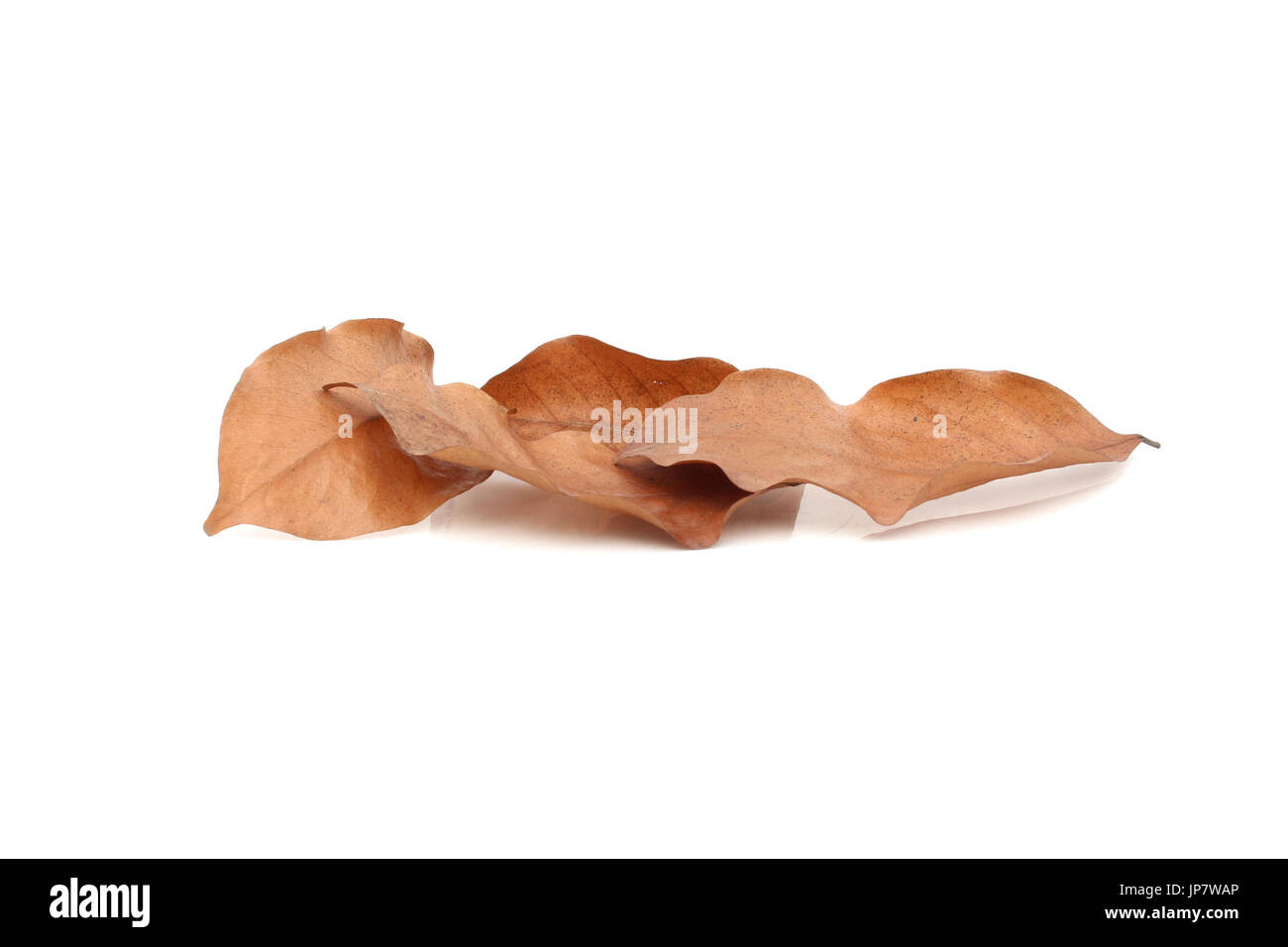 Dry leaves on isolated white Stock Photo - Alamy