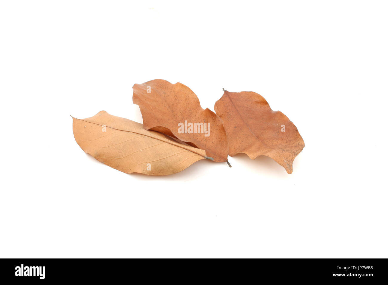 Dry leaves on isolated white Stock Photo - Alamy