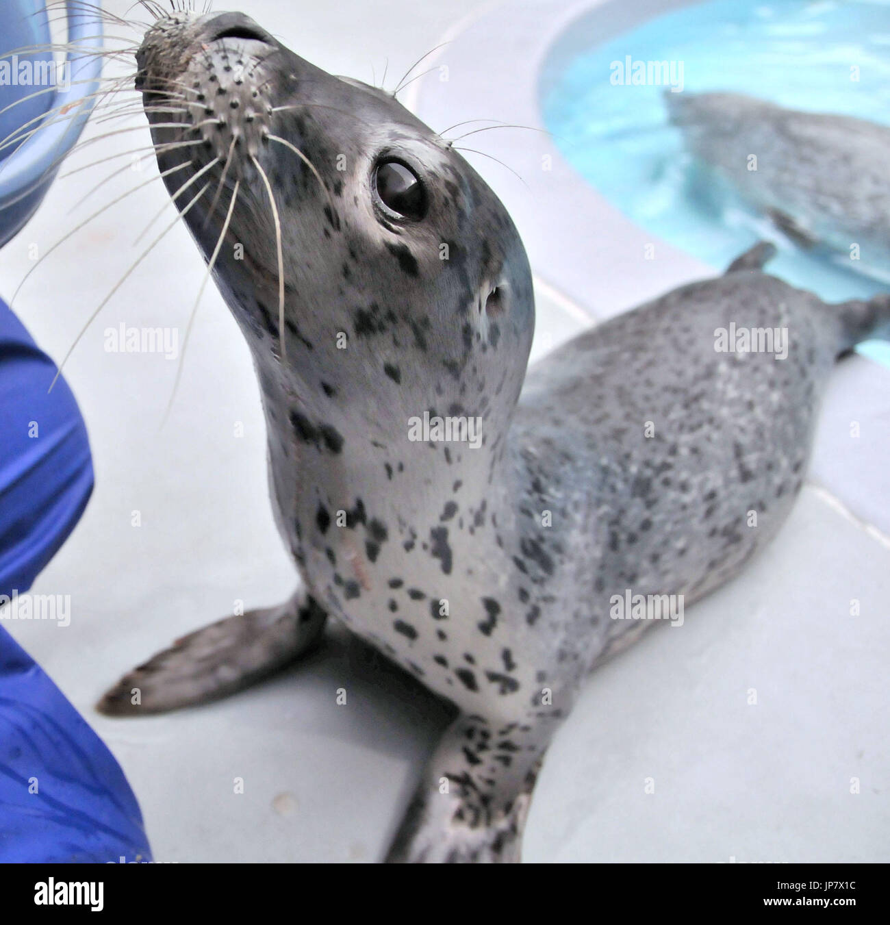Photo taken June 12, 2015, shows a 2-month-old spotted seal at Oga ...