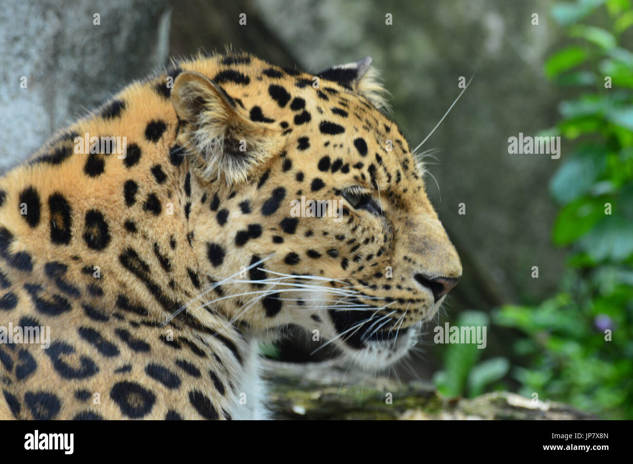 Amur rock hi-res stock photography and images - Alamy