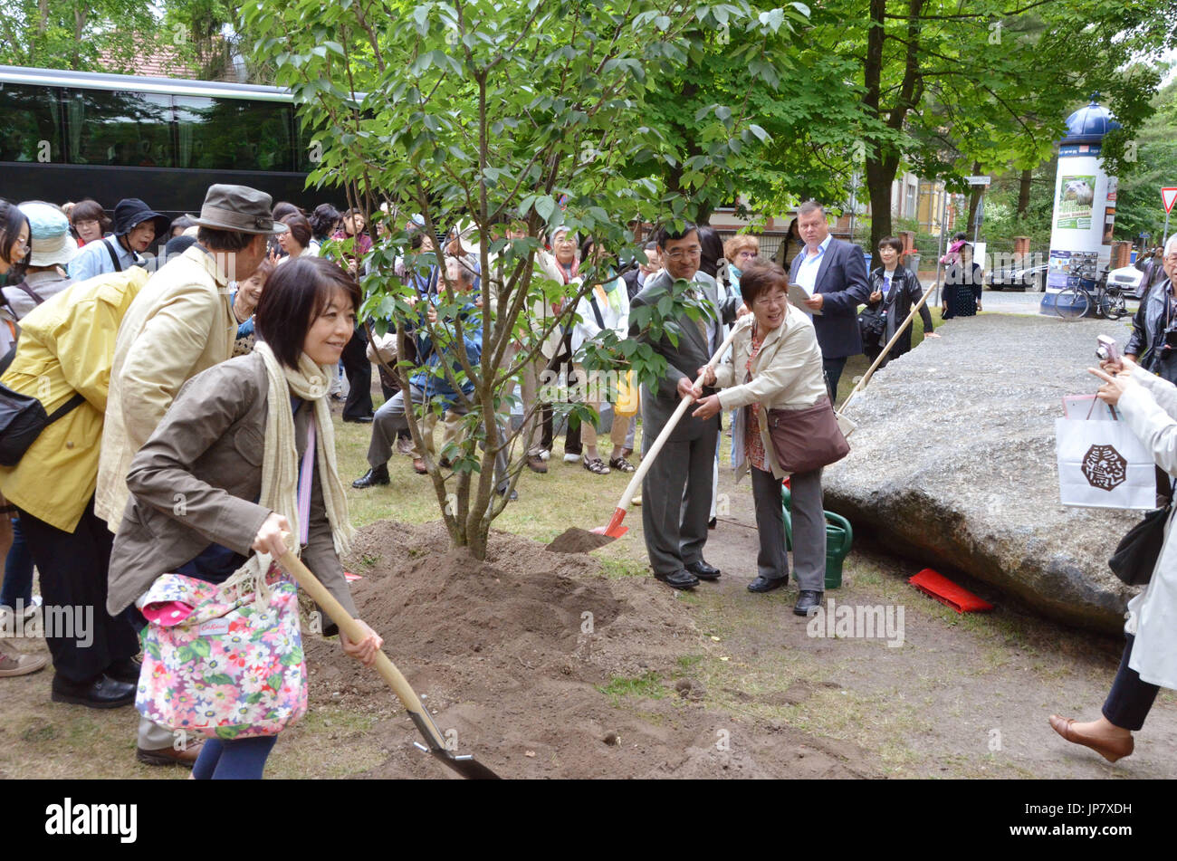 Cherry trees are planted in Potsdam, eastern Germany, on June 16, 2015 ...