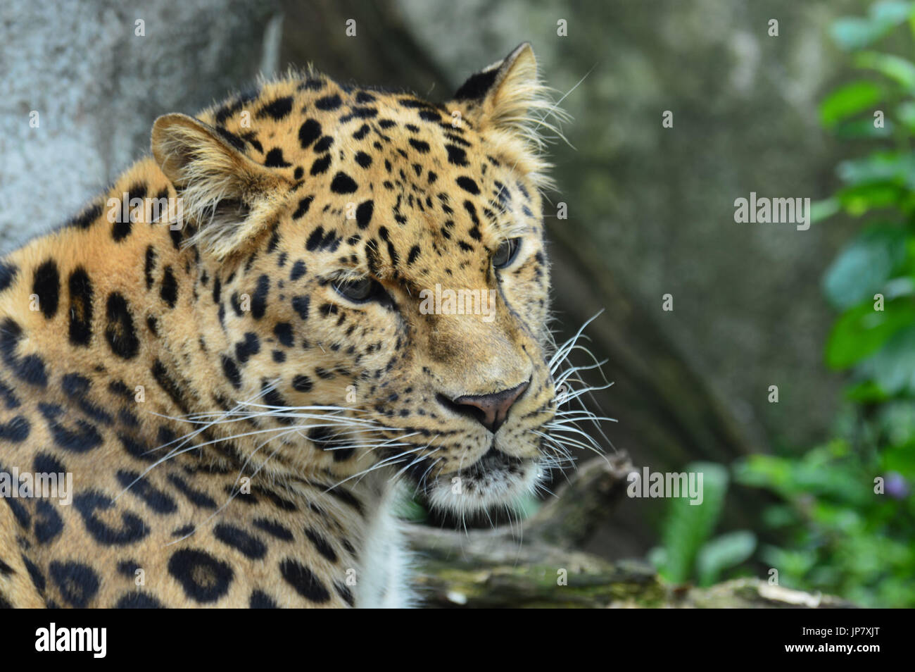 Amur leopard wildlife hi-res stock photography and images - Alamy