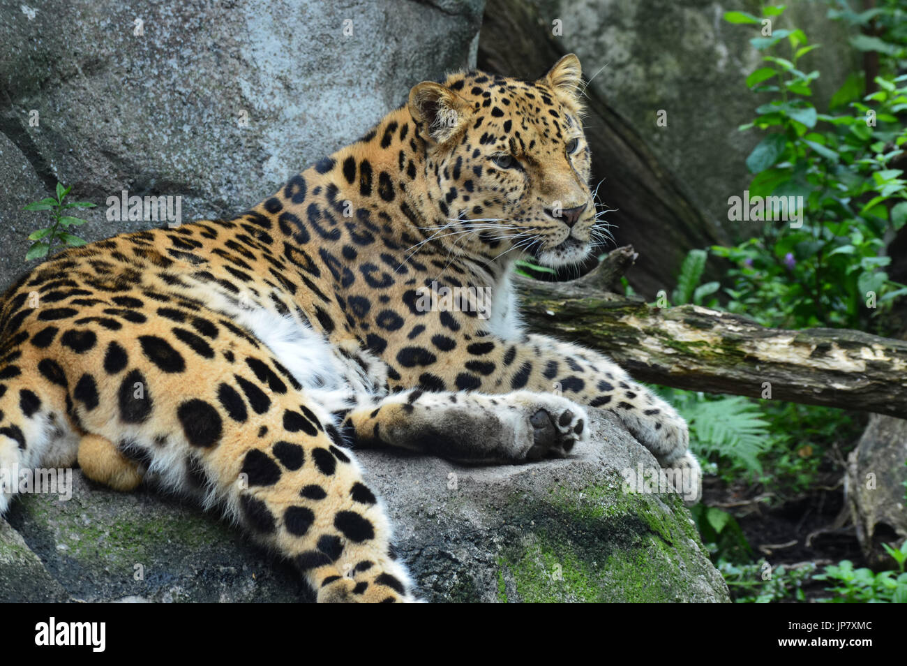Amur leopard animal hi-res stock photography and images - Alamy