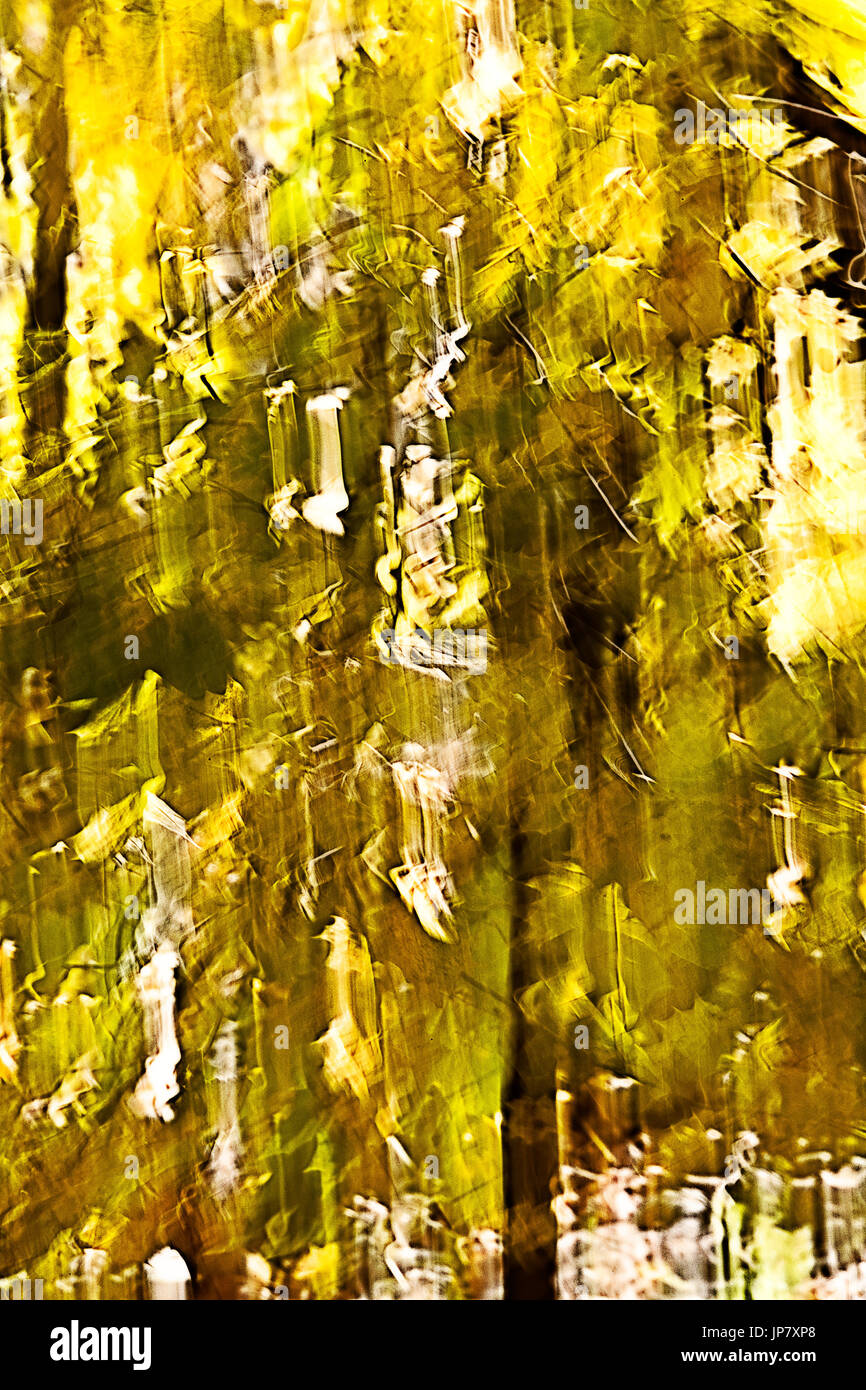 Abstract photograph of forest in fall Stock Photo - Alamy