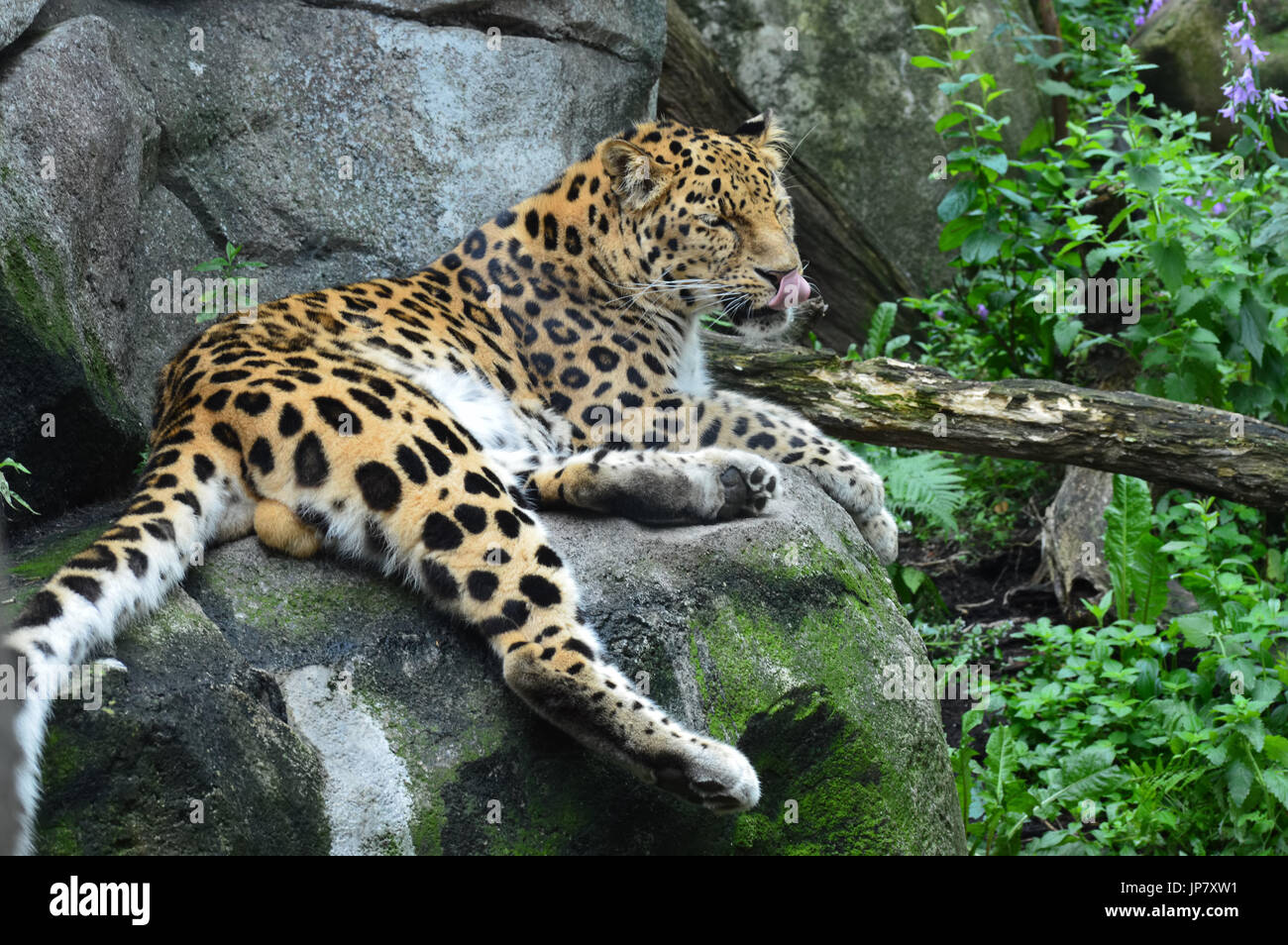 Amur leopard wildlife hi-res stock photography and images - Alamy