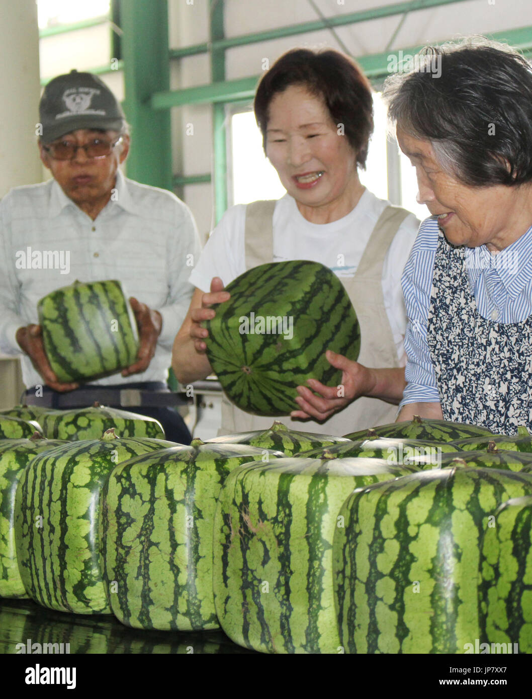 Workers prepare to pack cube-shaped watermelons in Kagawa Prefecture ...