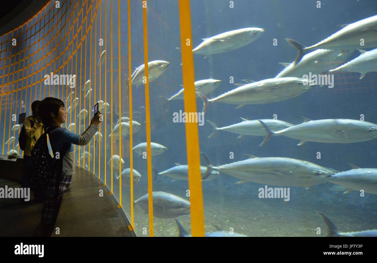 A tuna school swims in a water tank at Tokyo Sea Life Park on June 22 ...