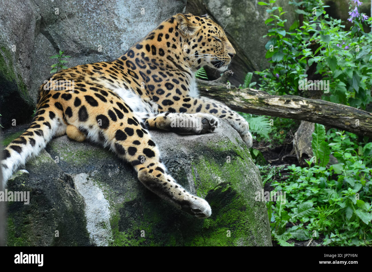 Amur rock hi-res stock photography and images - Alamy