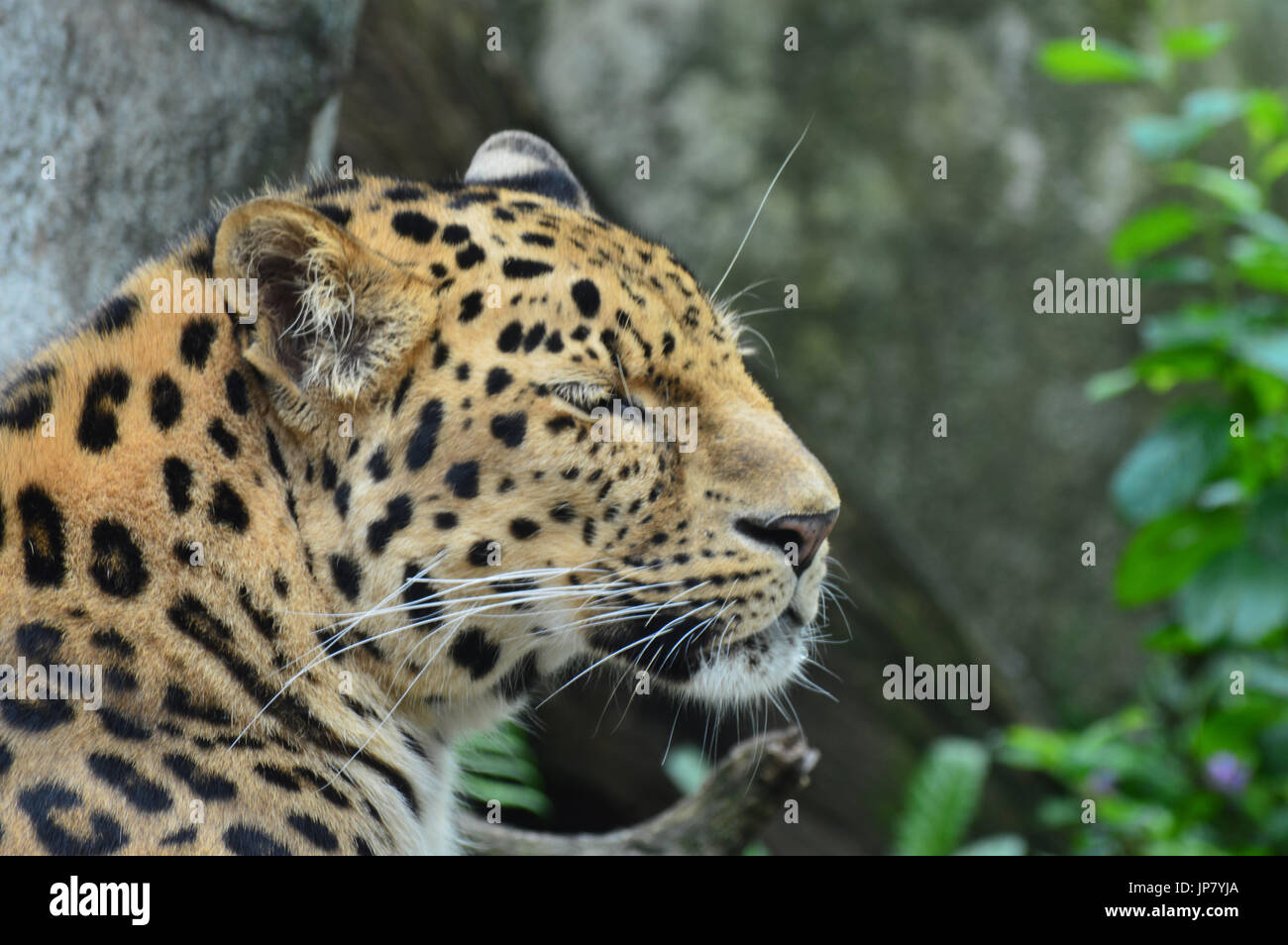 Amur leopard wildlife hi-res stock photography and images - Alamy