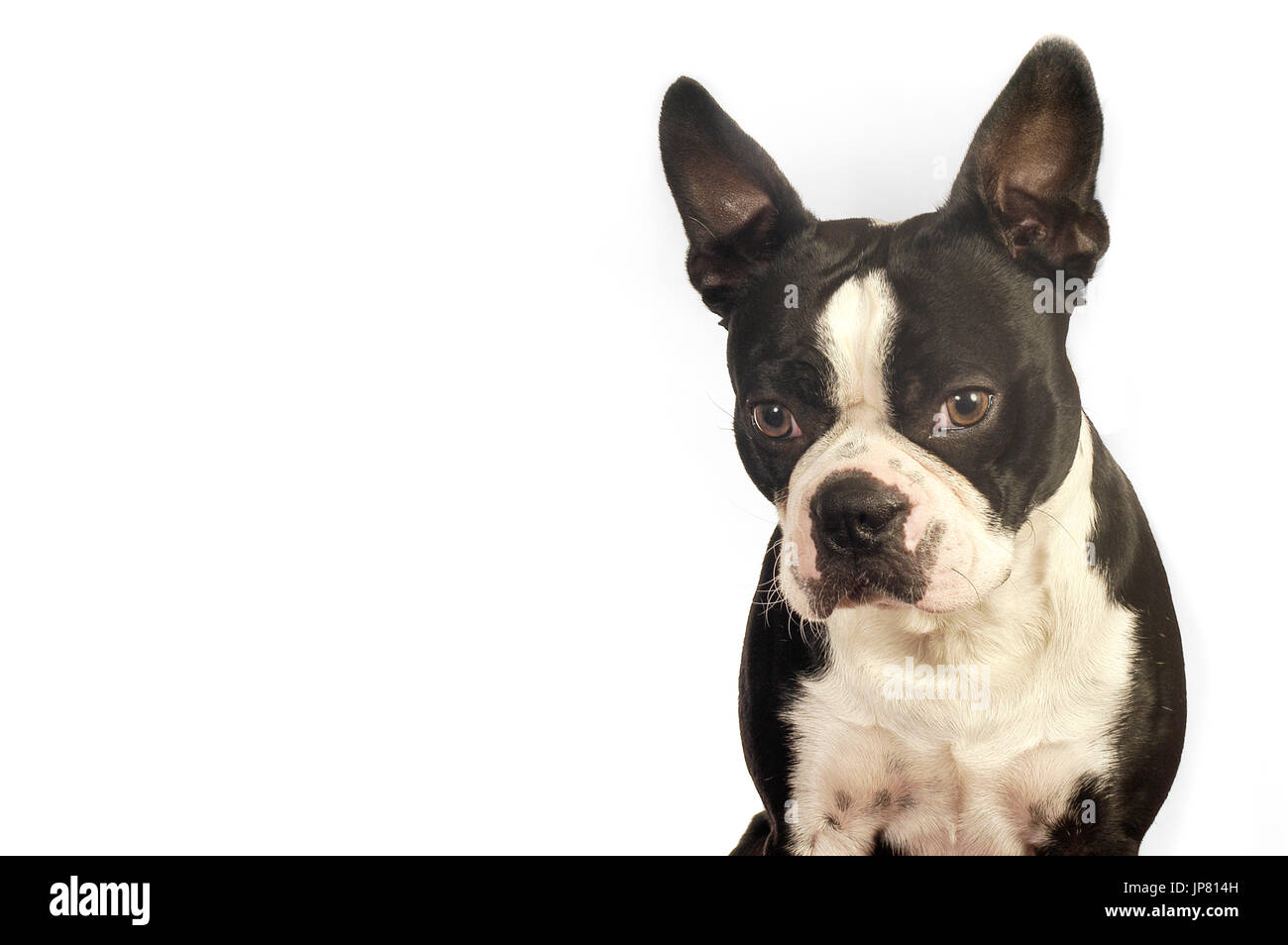 Boston terrier dog Stock Photo - Alamy