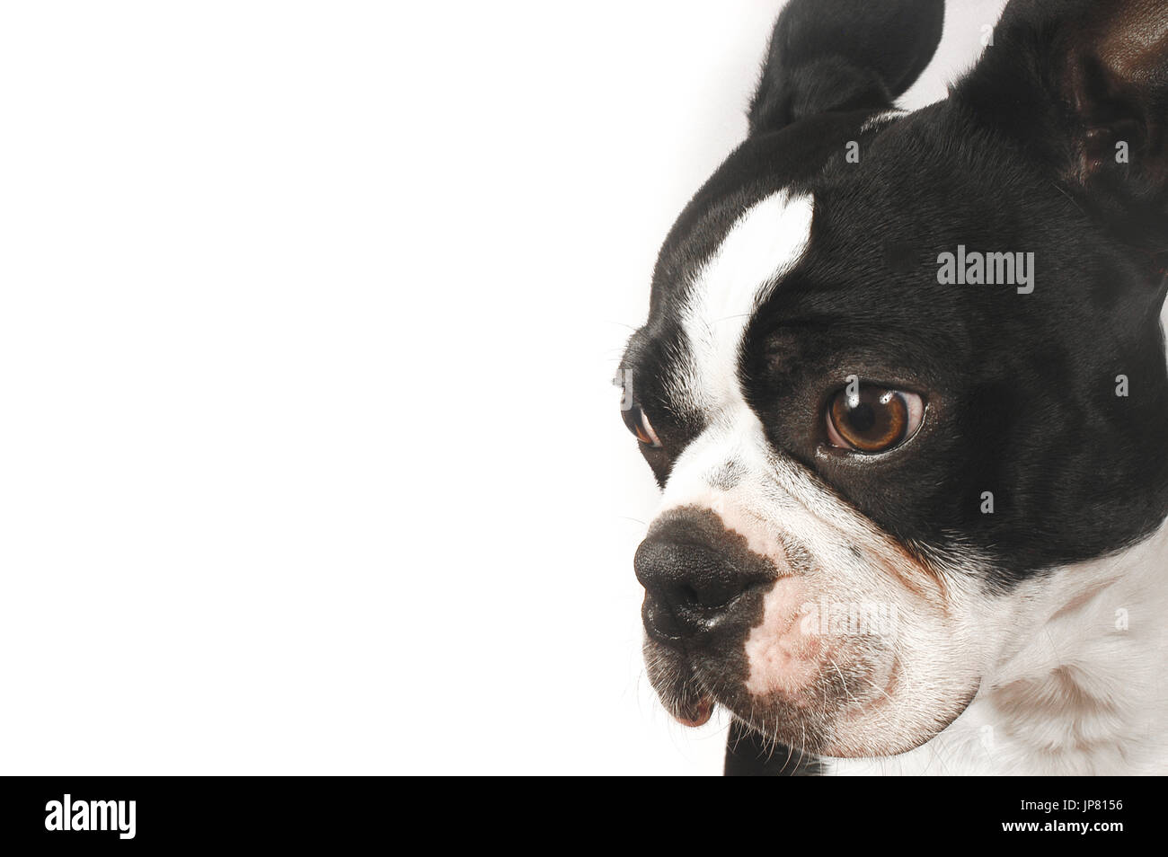 Boston terrier dog Stock Photo - Alamy