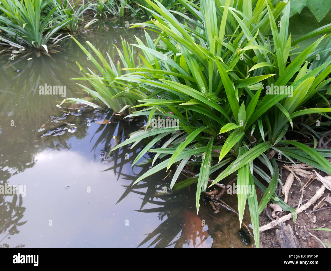 Pandanus amaryllifolius hi-res stock photography and images - Alamy