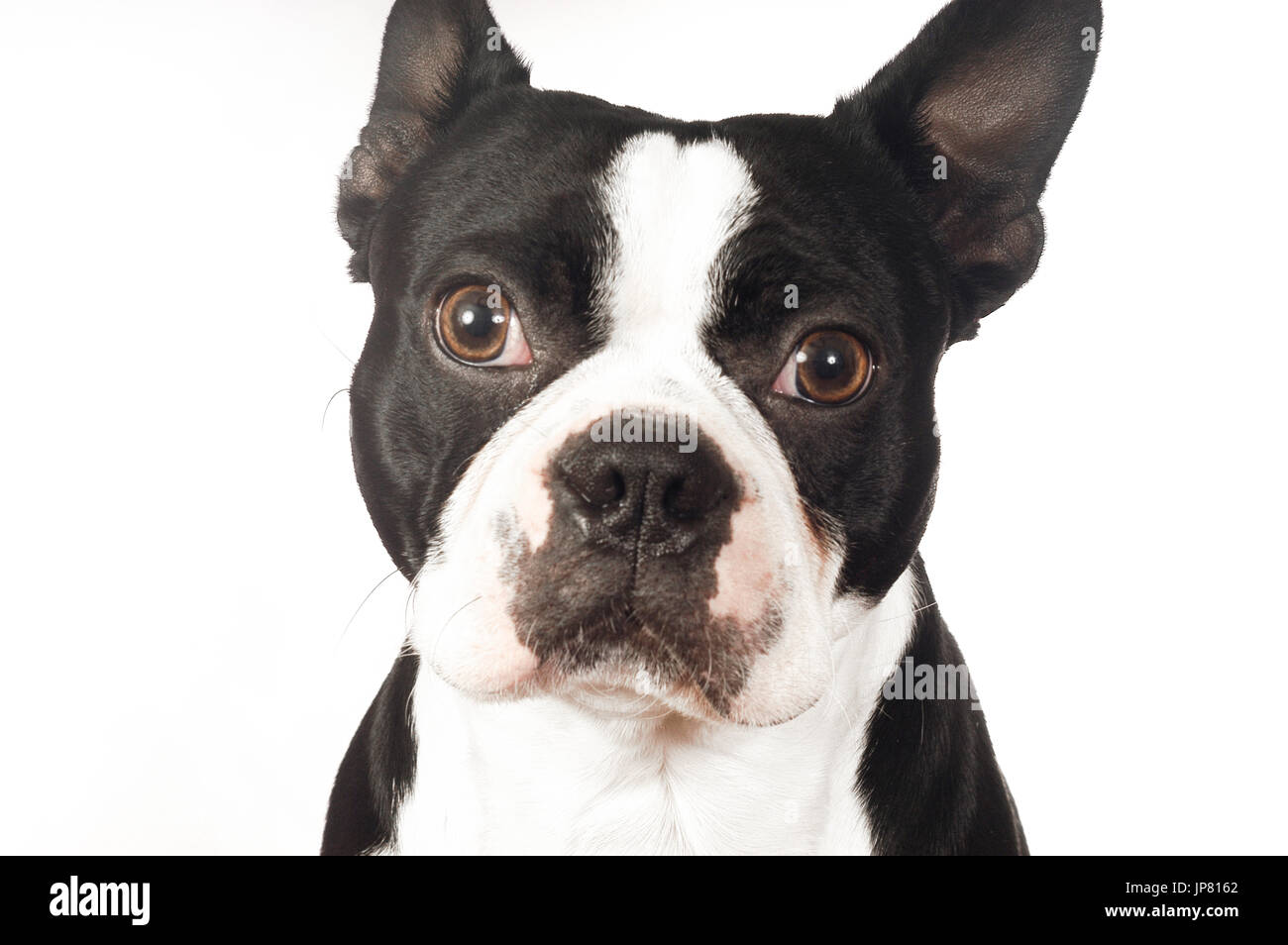 Boston terrier dog Stock Photo - Alamy