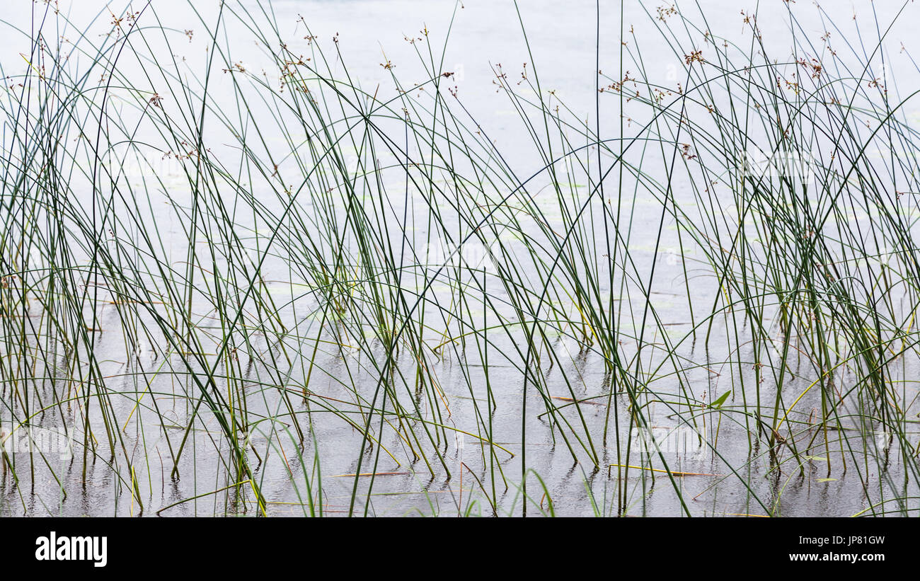 Stems of bulrush during the rain on the lake Stock Photo - Alamy