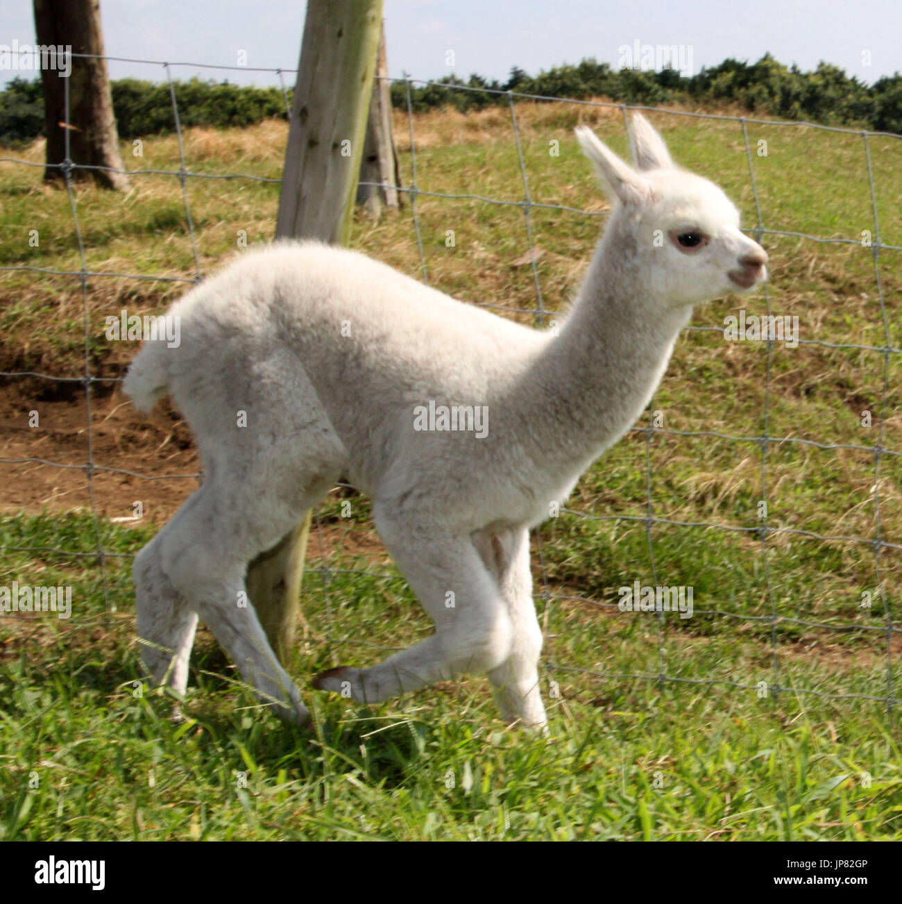 A baby alpaca runs around at Mother Farm in Futtsu, east of Tokyo, on ...