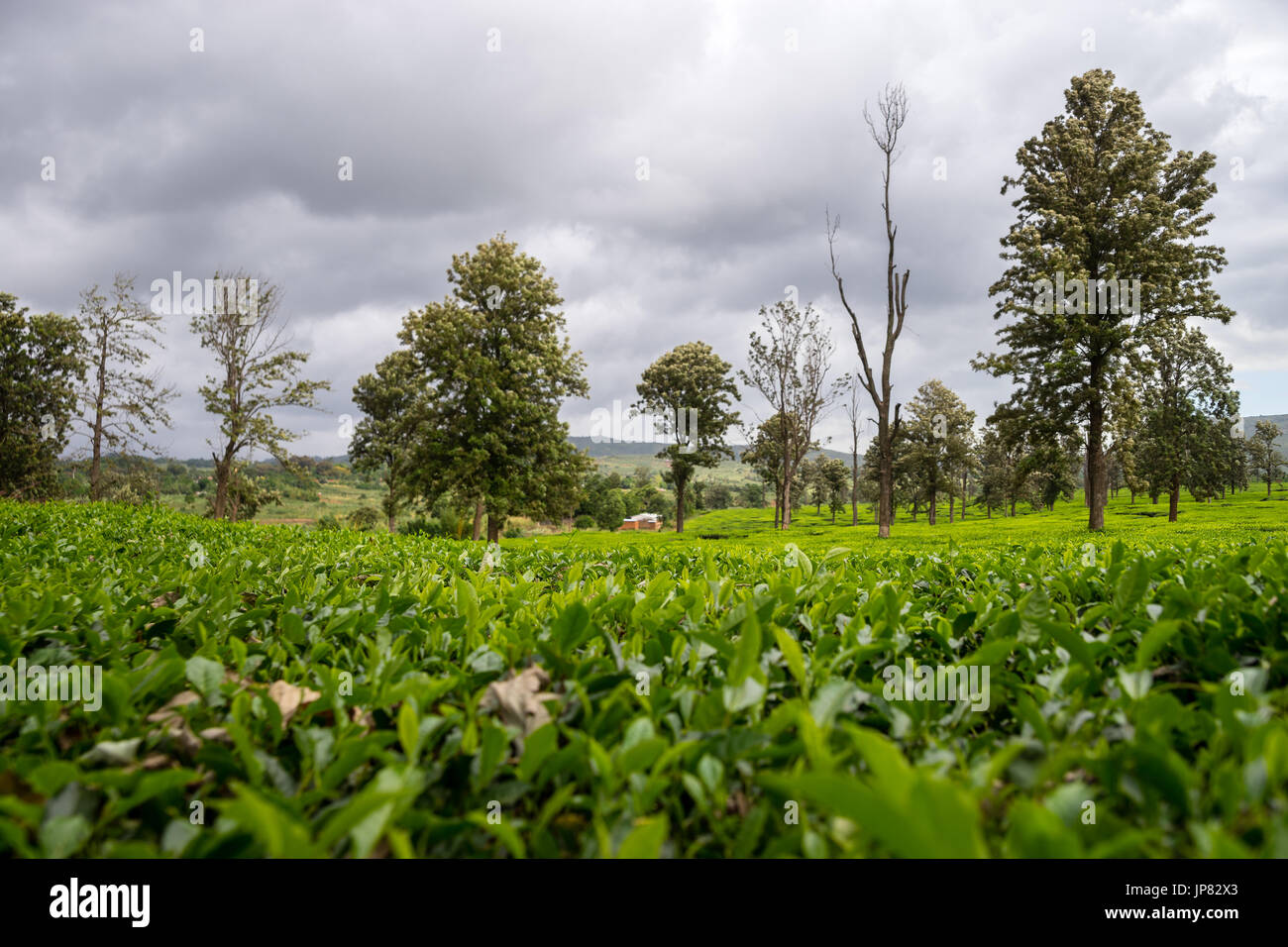 Malawi tea plantation hi-res stock photography and images - Alamy