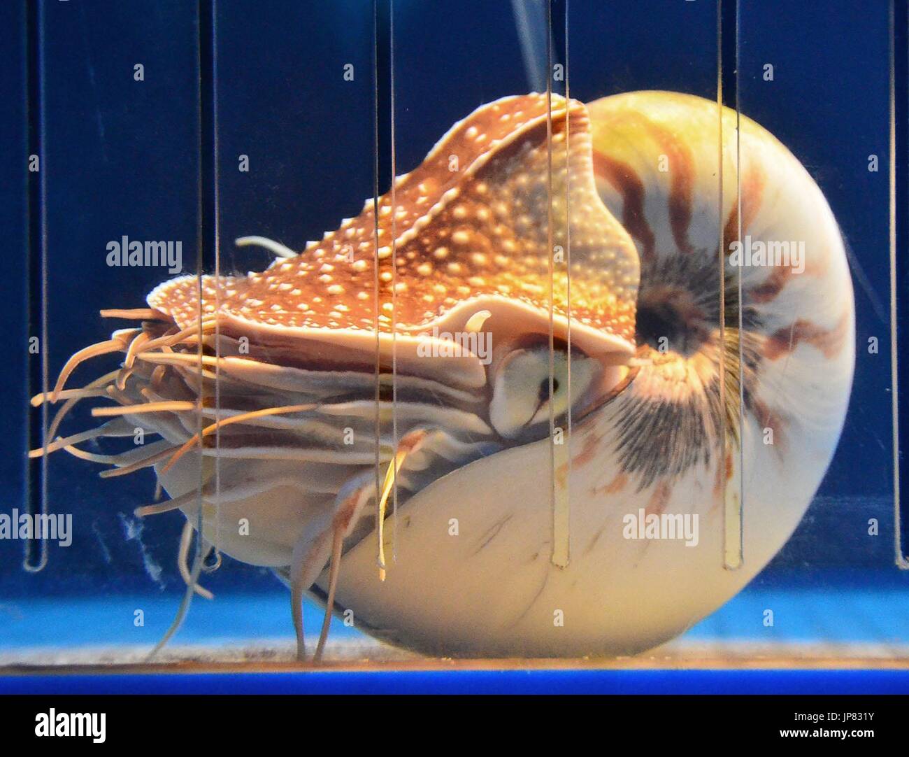 The world's oldest chambered nautilus raised in captivity at the Toba ...