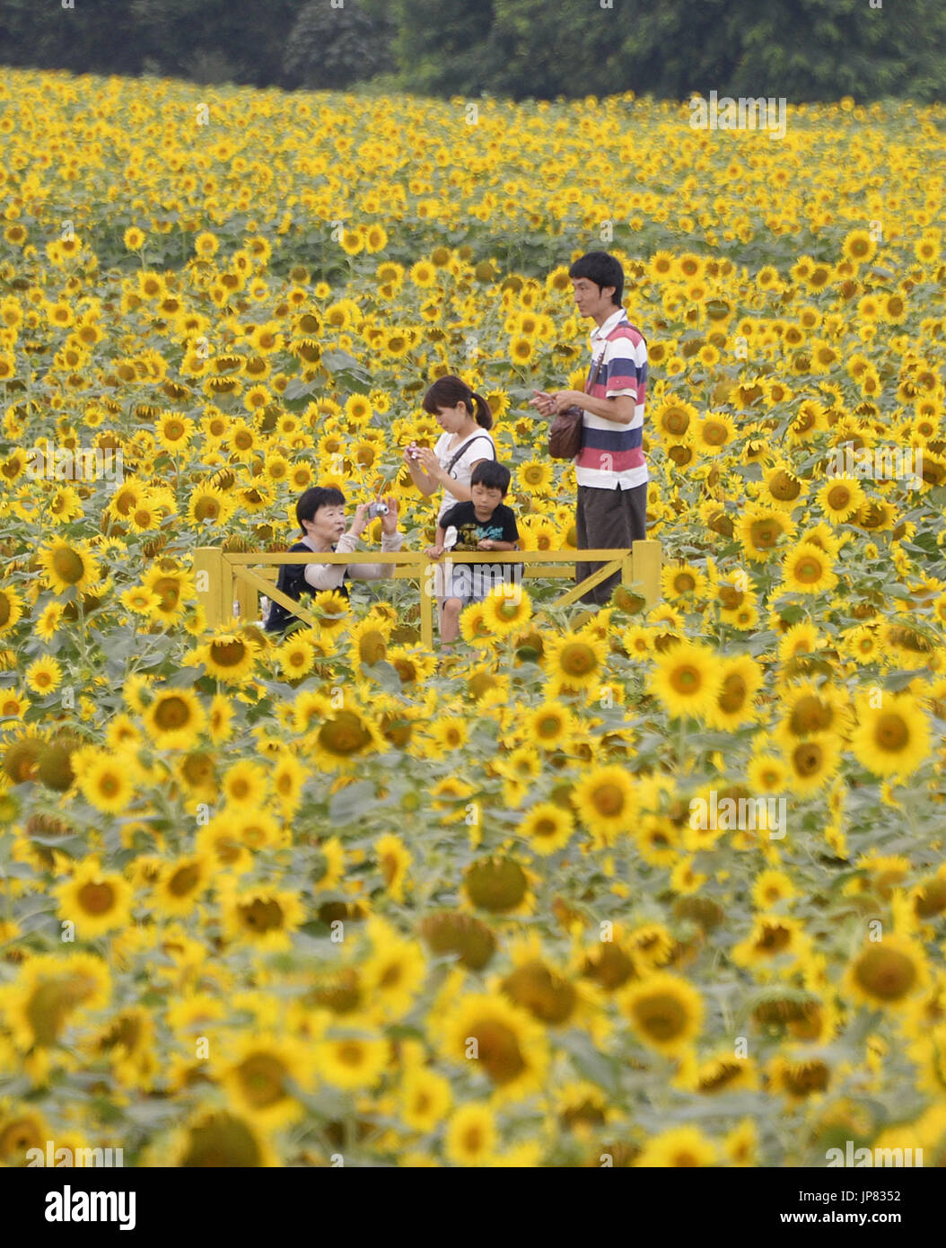Tourists walk in Japan's largest sunflower field in Hokuryu, Hokkaido ...