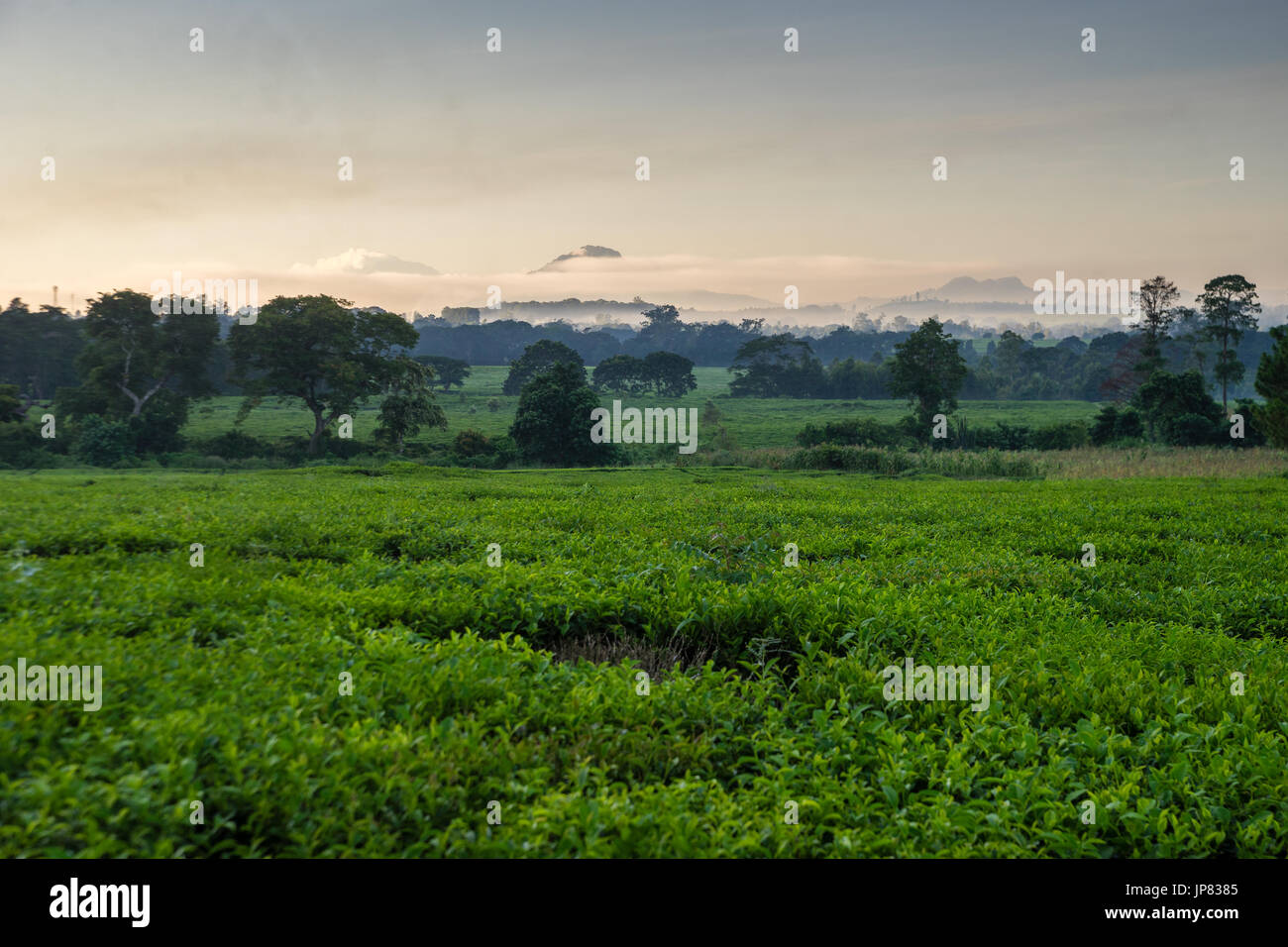 Tea field, Malawi Stock Photo - Alamy