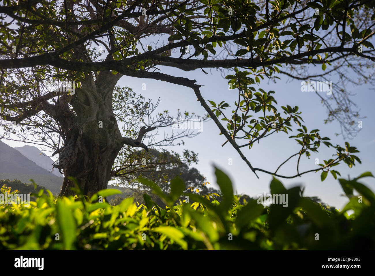 Old tree tea hi-res stock photography and images - Alamy