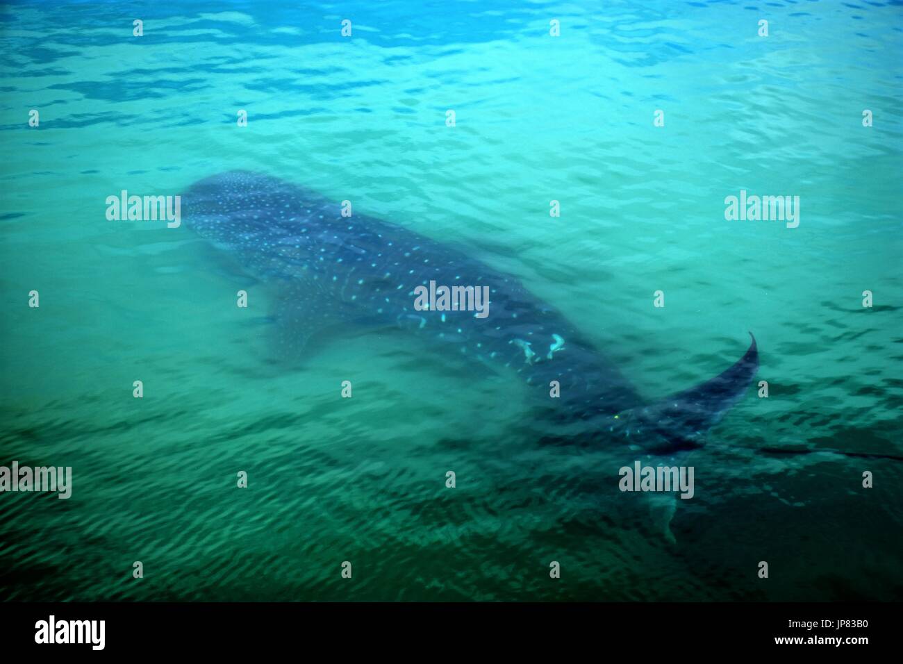 A 6-meter-long whale shark is released after being caught in a fixed ...