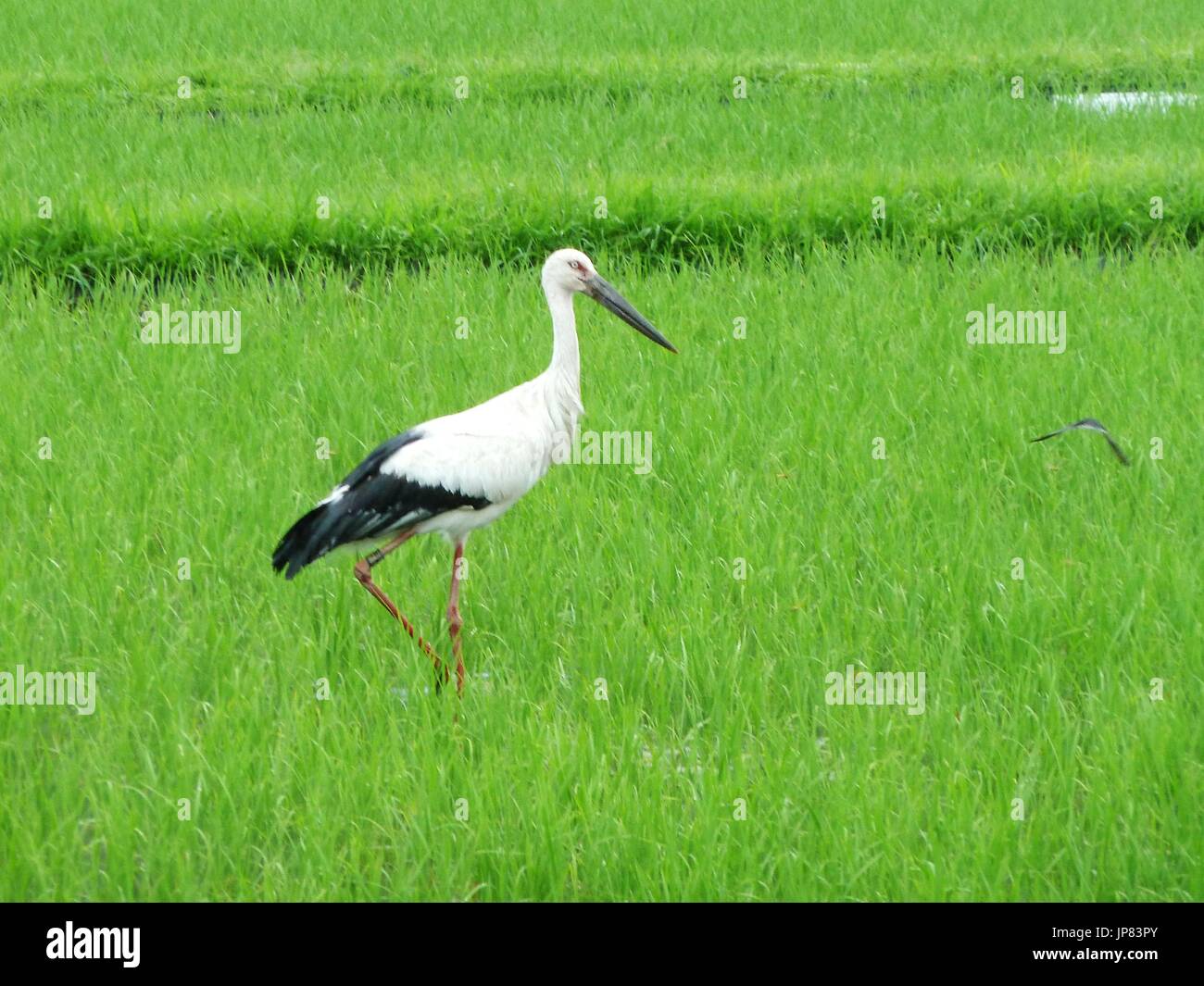 An oriental white stork looks for food in a paddy field in Toyooka ...
