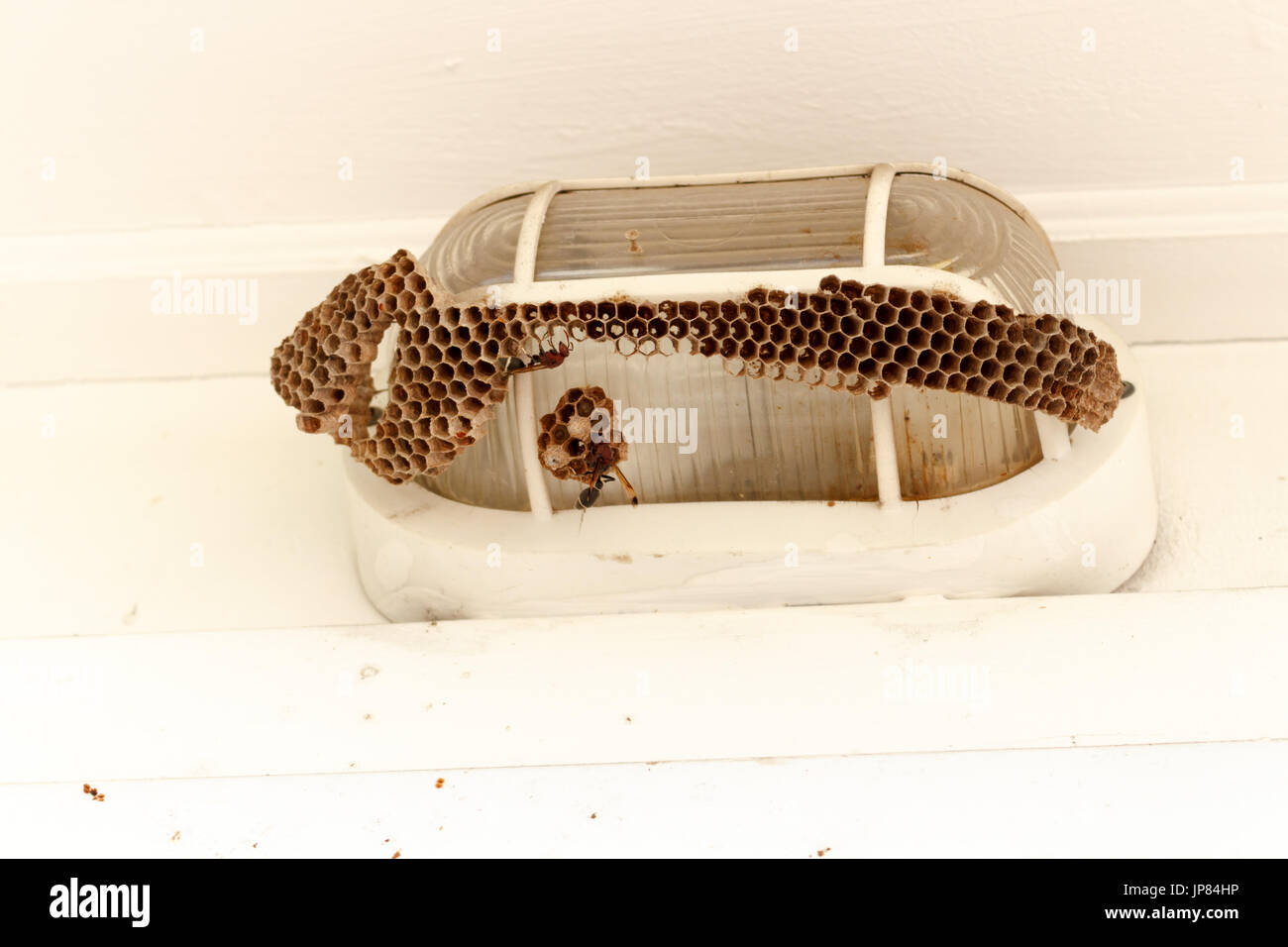 Wasp and the lamp hi-res stock photography and images - Alamy