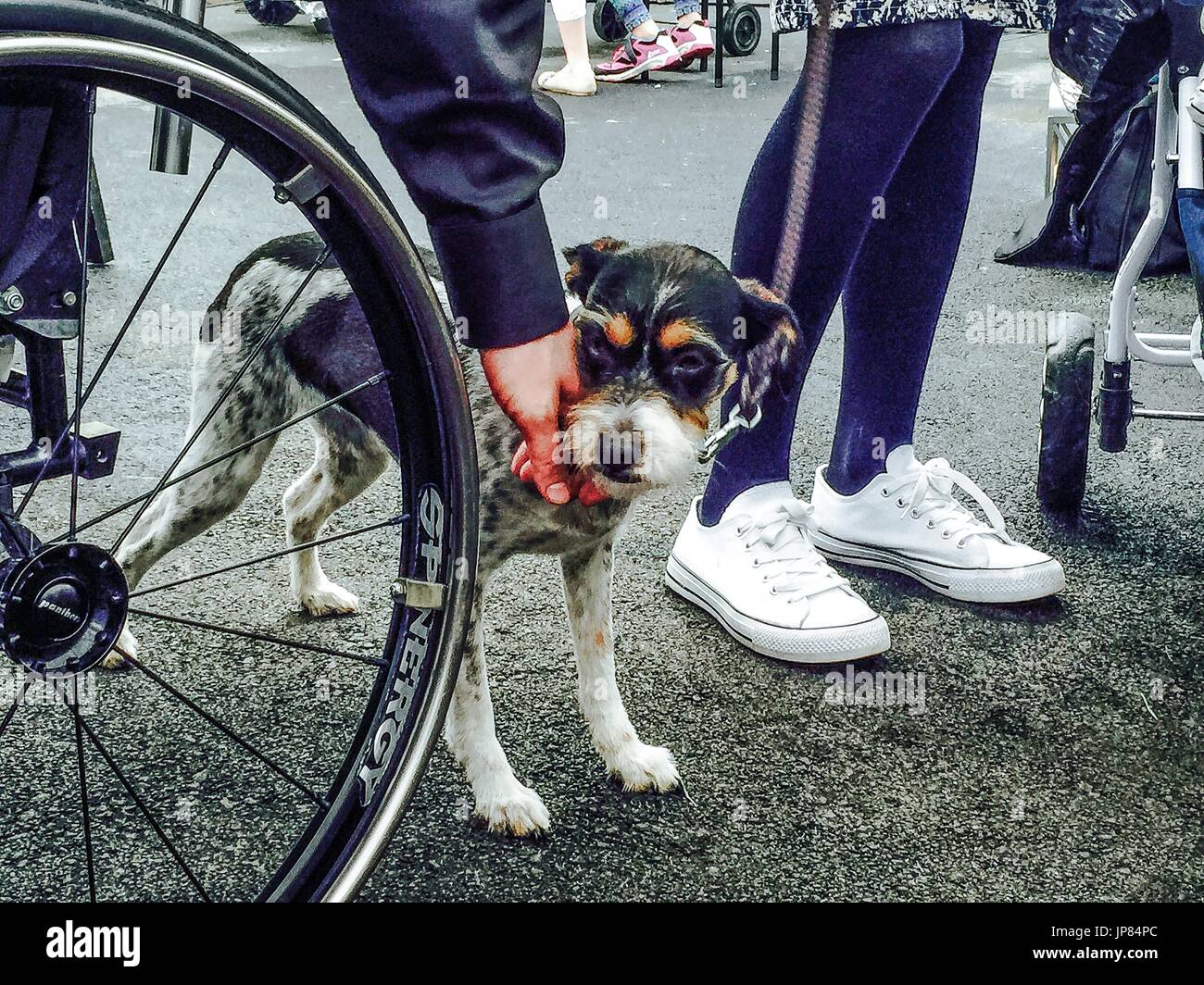 Dog And Wheel High Resolution Stock Photography and Images - Alamy