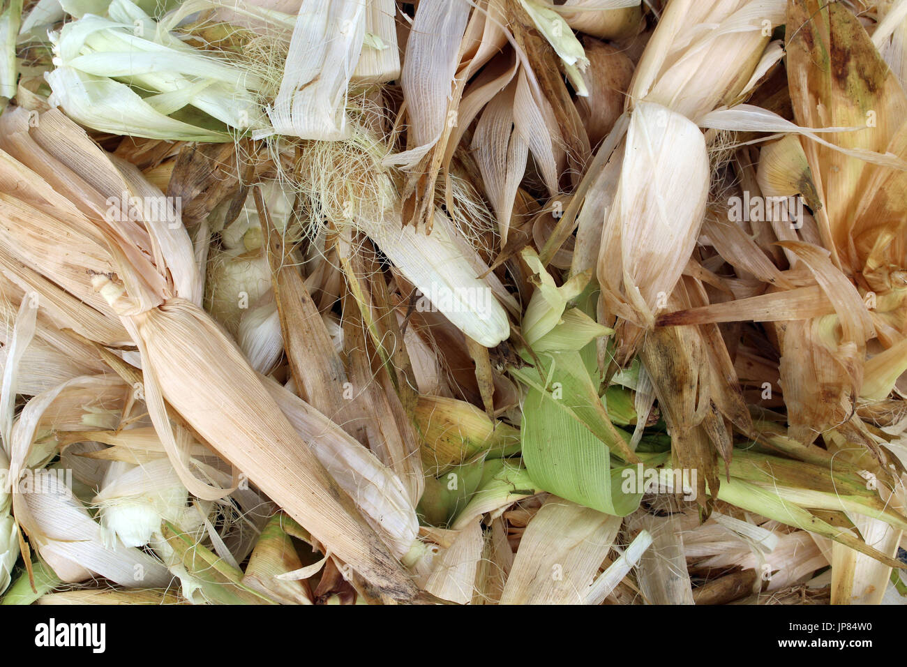 husks corn background Stock Photo - Alamy