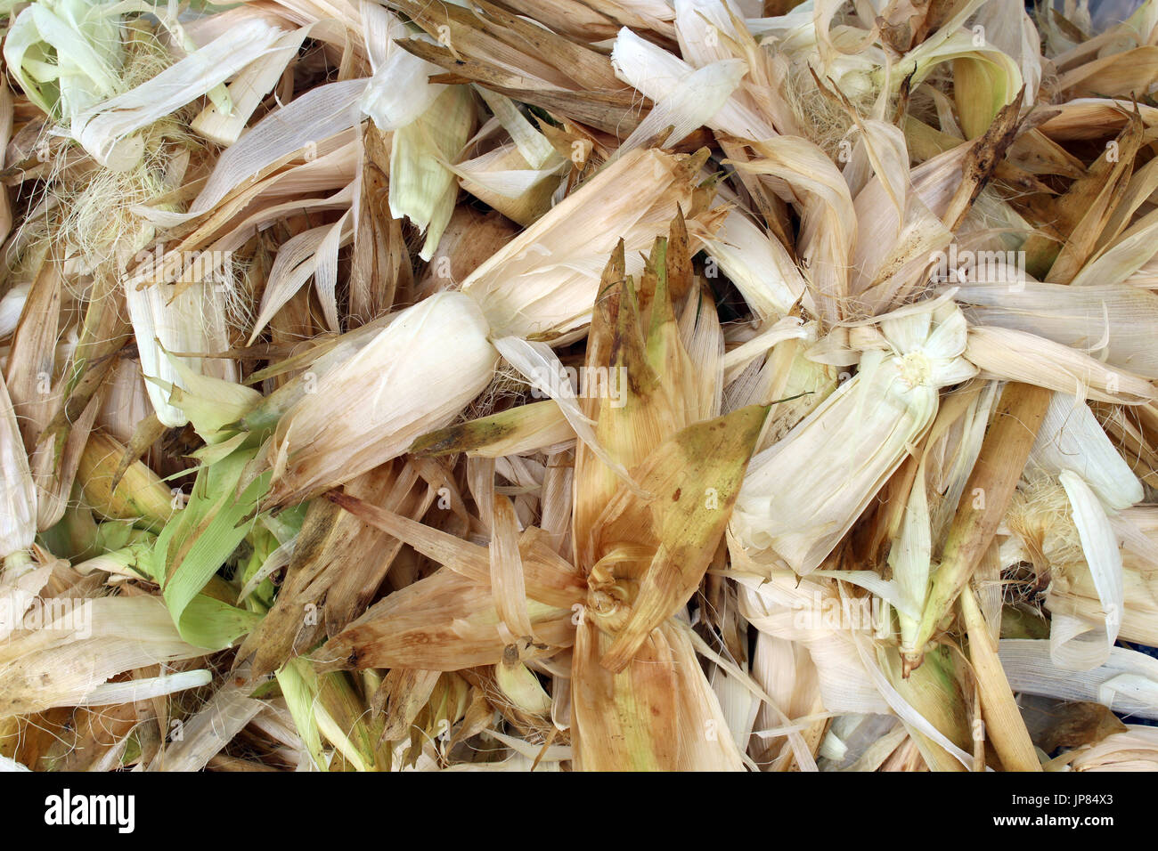 husks corn background Stock Photo - Alamy