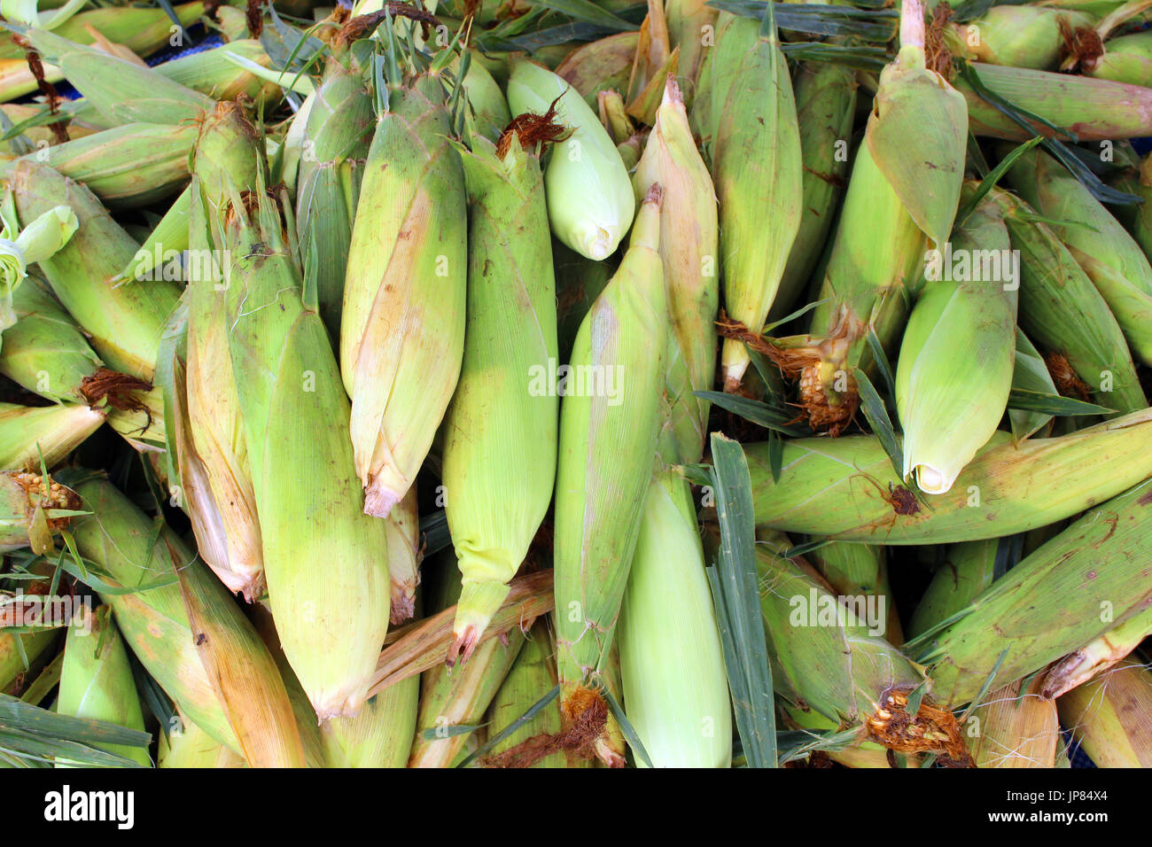 group corn husks background Stock Photo - Alamy