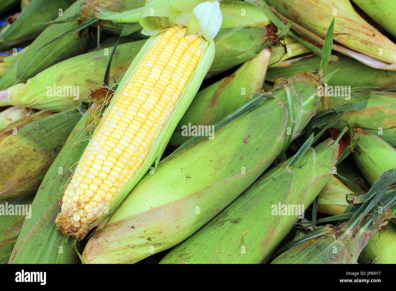 group corn husks background Stock Photo - Alamy