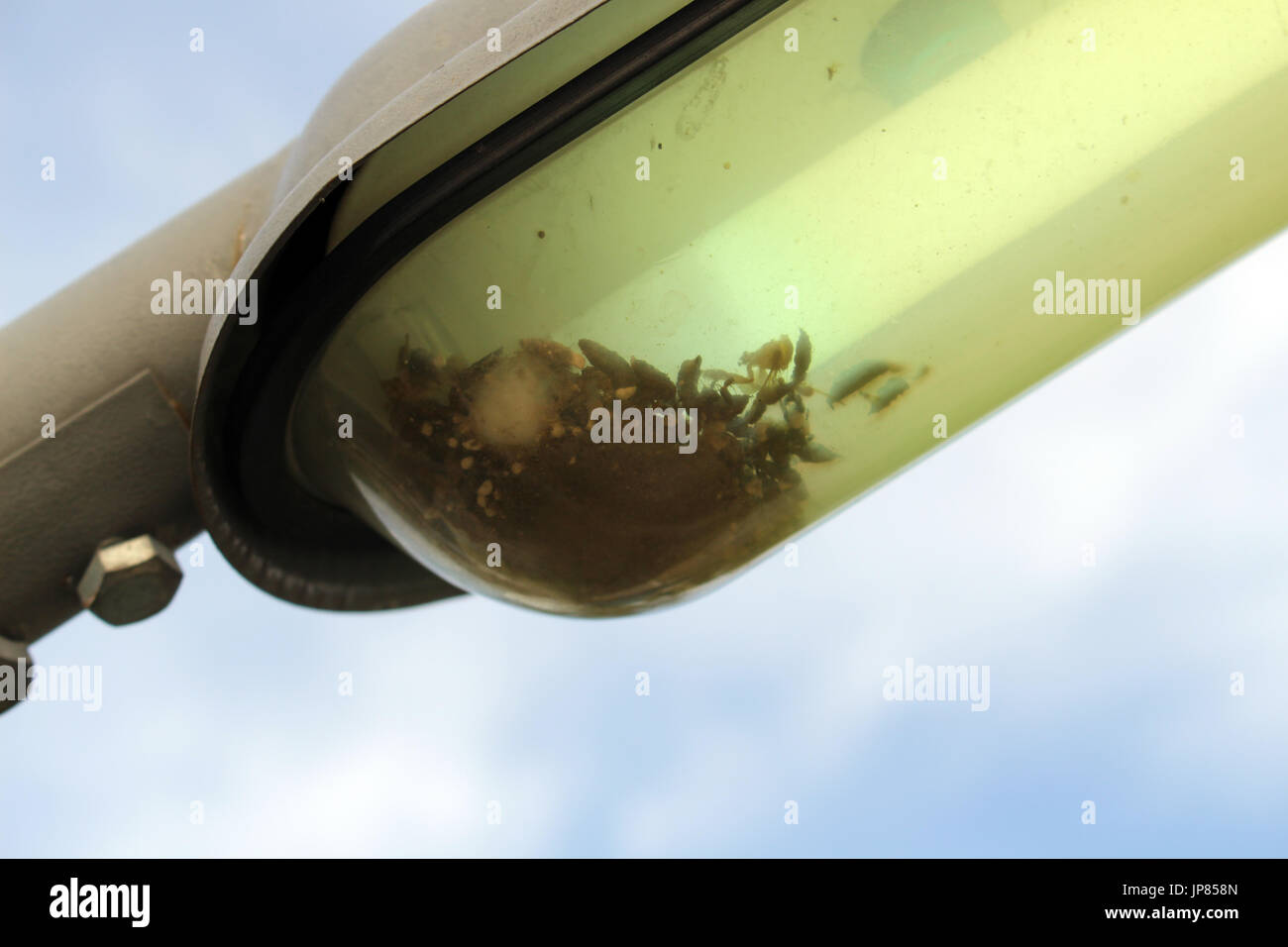 insect dead in lamp Stock Photo - Alamy