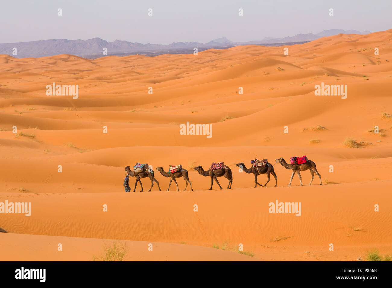 Camel train hi-res stock photography and images - Alamy