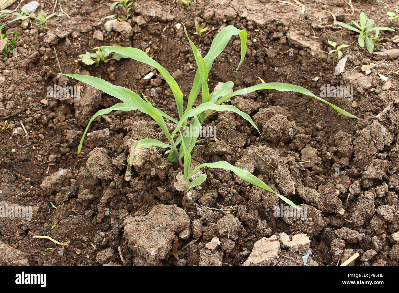Growing maize corn seedling sprouts hi-res stock photography and images ...
