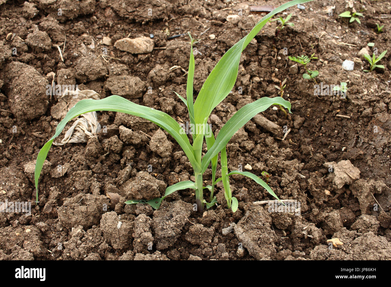 Growing maize corn seedling sprouts hi-res stock photography and images ...