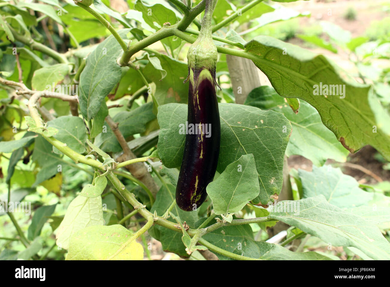 Eggplant tree hi-res stock photography and images - Alamy