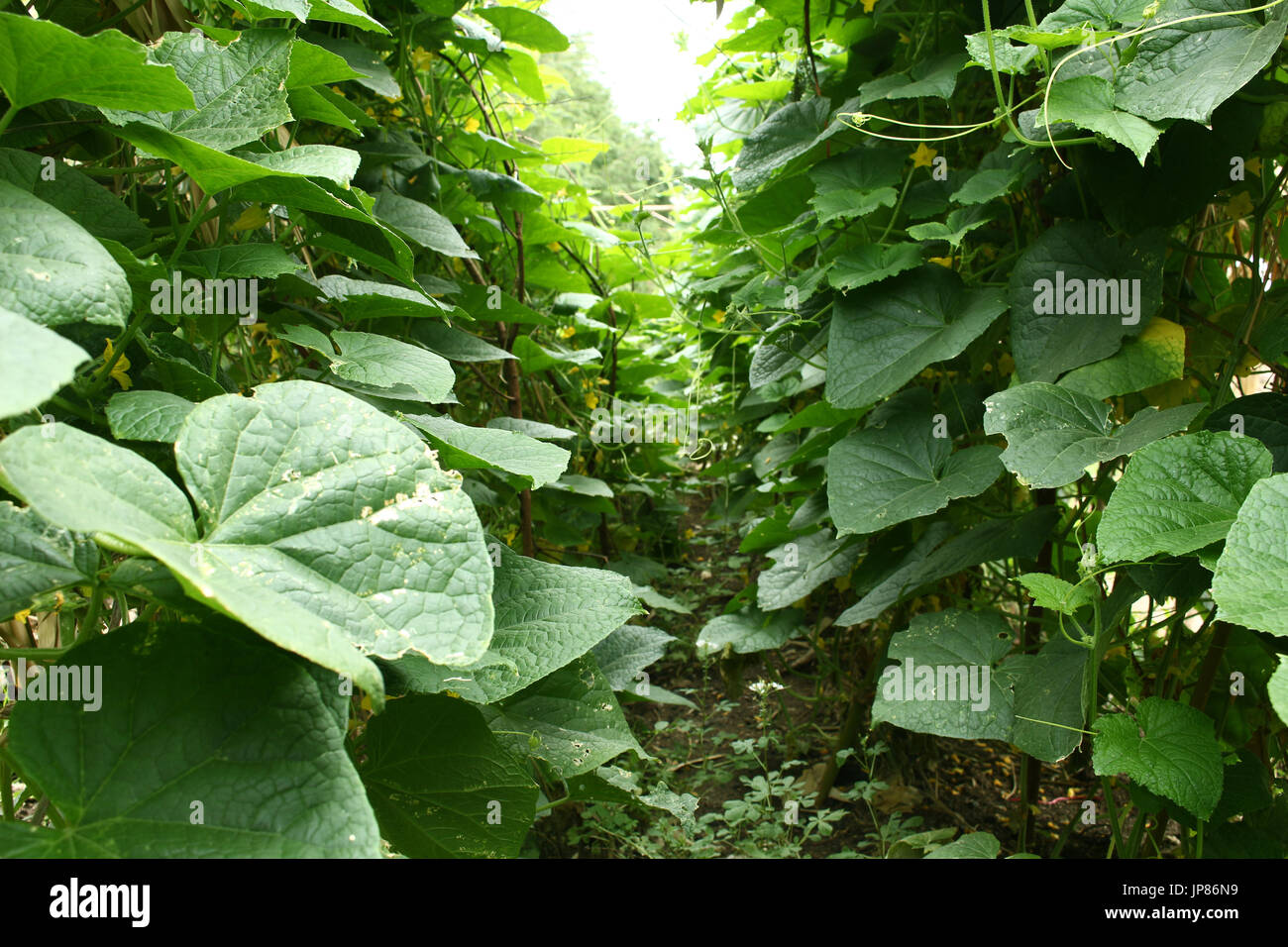 Cucumber tree hi-res stock photography and images - Alamy