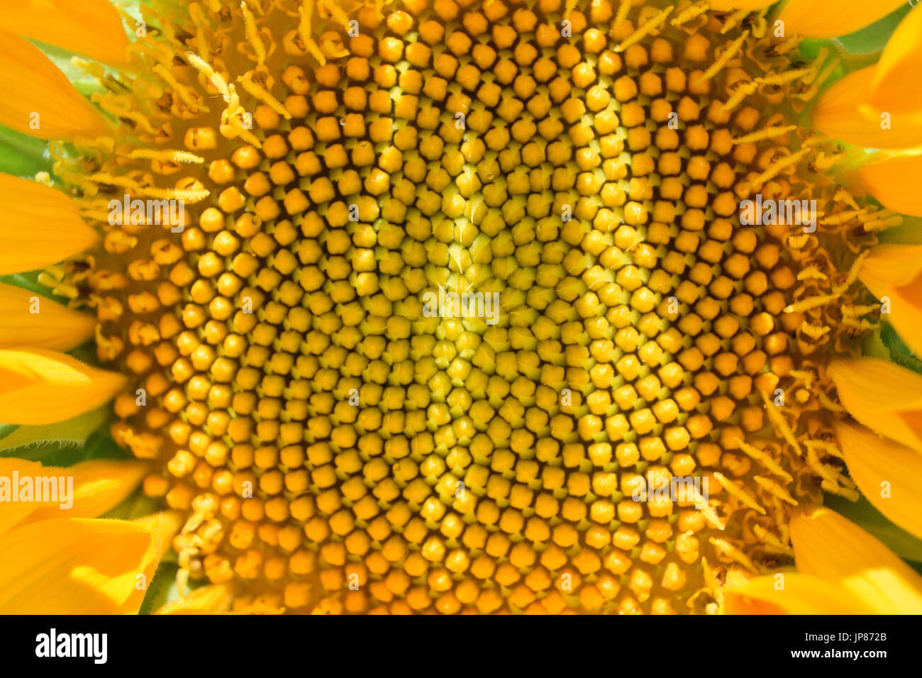 Close up of a corolla of a sunflower Stock Photo - Alamy