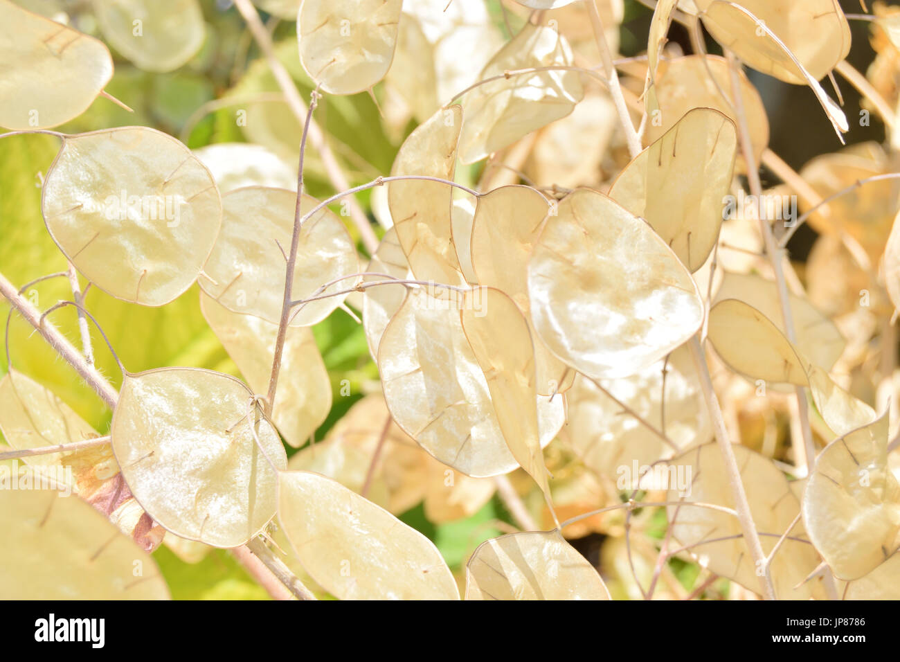 Lunaria annual white hi-res stock photography and images - Alamy