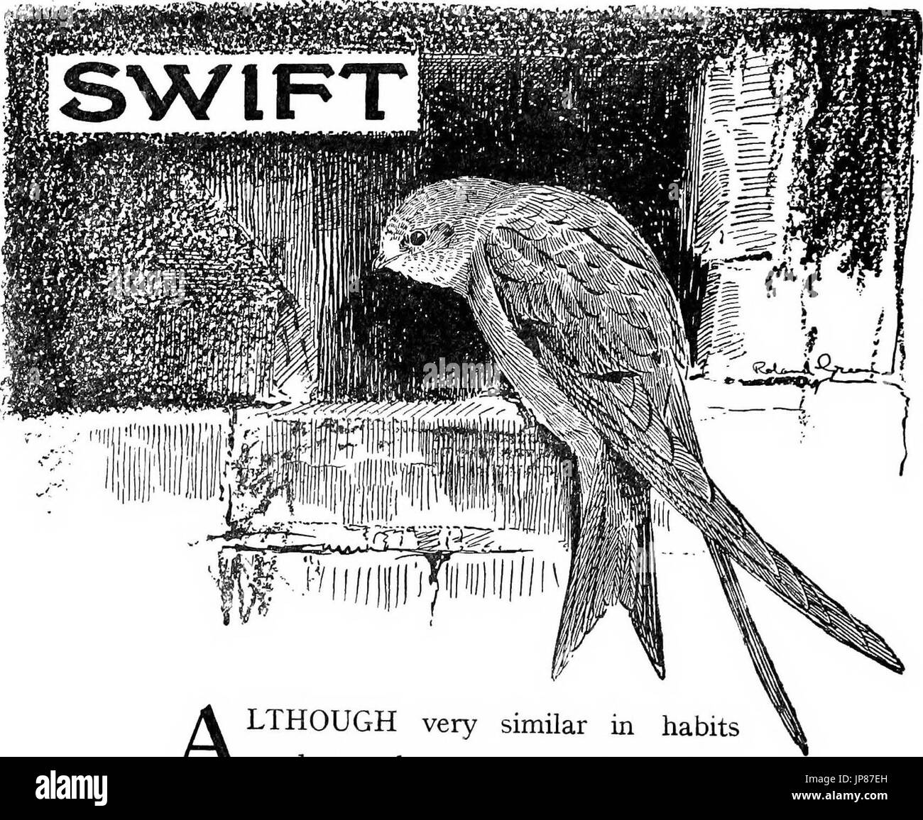 Bird information Black and White Stock Photos & Images - Alamy