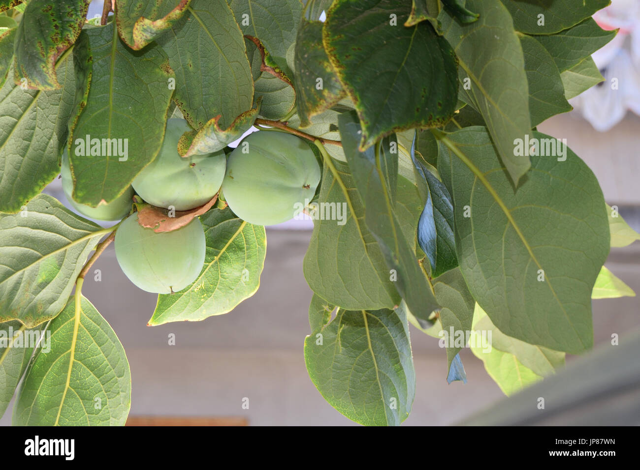 Persimmon tree branch hi-res stock photography and images - Alamy