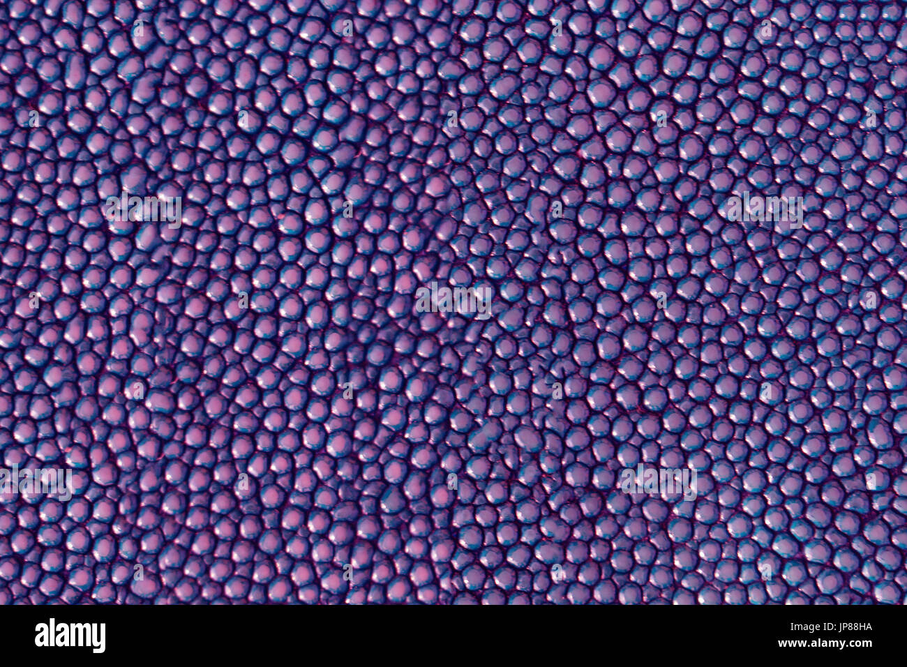 purple texture leather shagreen Stock Photo - Alamy