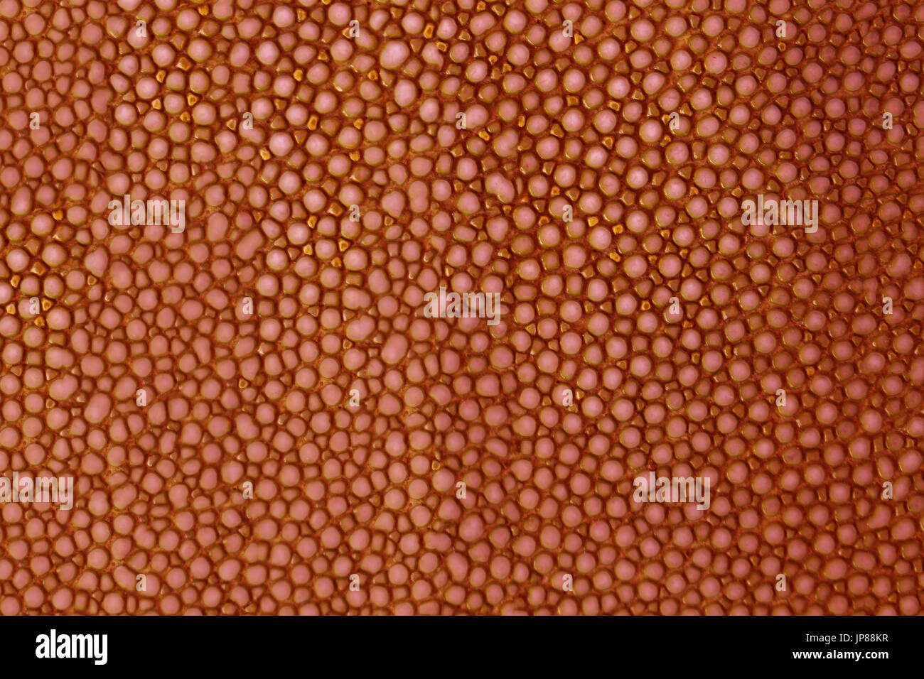 Shagreen texture hi-res stock photography and images - Alamy