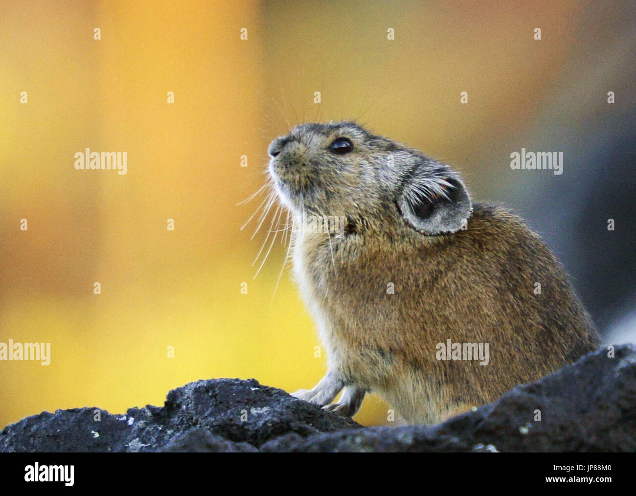 Ezo-nakiusagi (mouse hare), a species of the northern pika, is pictured ...